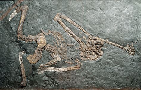 Oreopithecus Facts And Figures