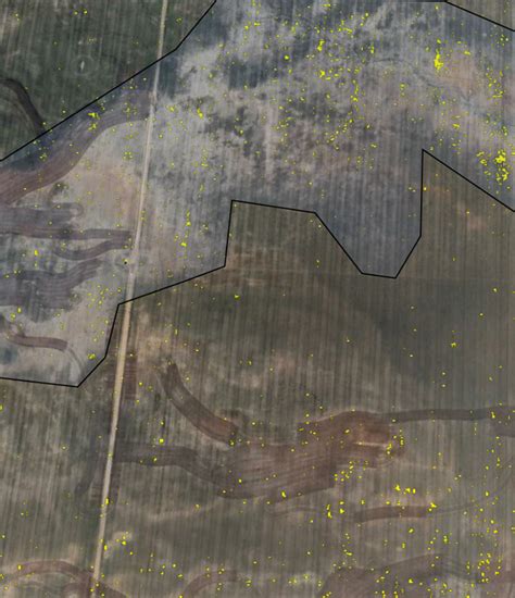 Weed Mapping Using Drones For Targeted Weed Spraying Grdc