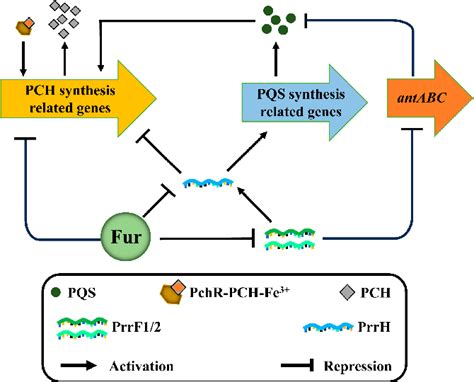 Figure 3 From Relationship Between Pyochelin And Pseudomonas Quinolone Signal In Pseudomonas