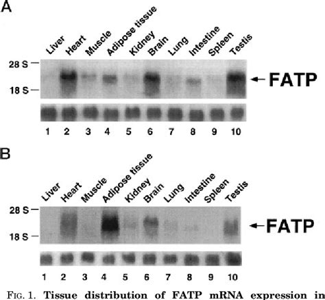 Brd1 Gene Semantic Scholar
