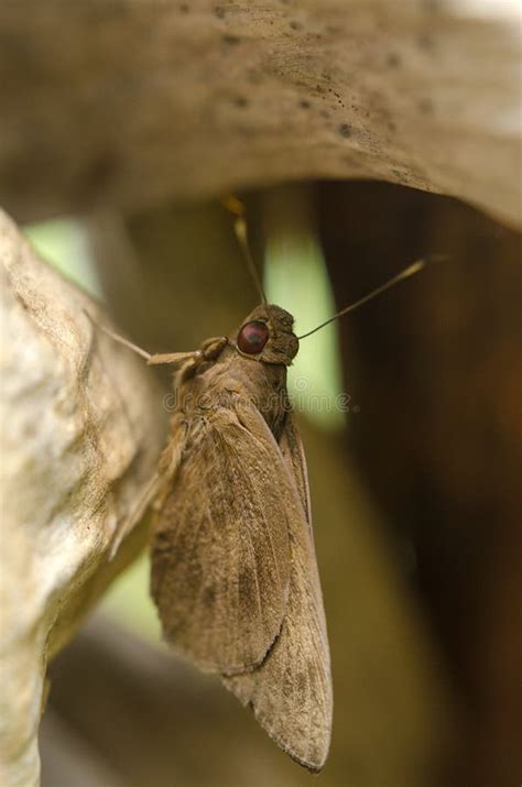 Brown Butterfly Stock Image Image Of Leaves Java Insect 86076481