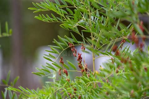 Botanical Collection Glycyrrhiza Glabra Or Root Liquorice Medicinal