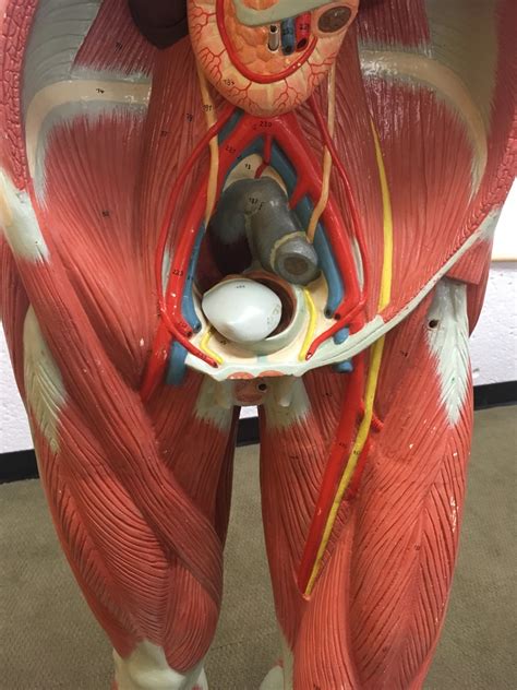 LE Lab 7 Diagram Quizlet