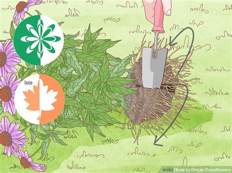 How To Divide Coneflowers With Pictures Wikihow