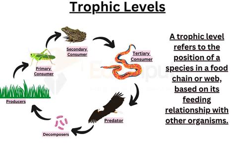 Trophic Levels In An Ecosystem Ecological Pyramid