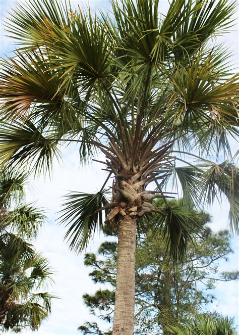 Sabal Palmetto Tree