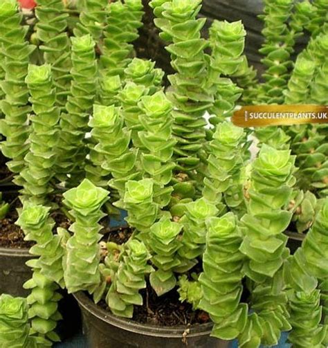 Crassula Perforata String Of Buttons Rooted Plant Succulent Plants Uk