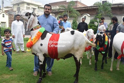 Khurram Nawaz From Sialkot With Goat Breeds Of Pakistan