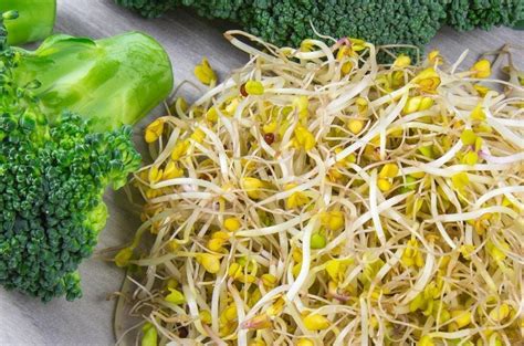 Broccoli Sprouts Nutrition Uses Benefits And How To Grow