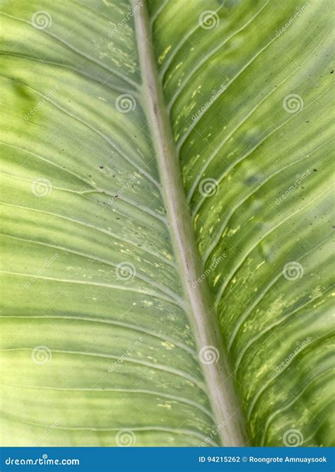 Leaf Texture Pattern For Spring Background Environment And Ecol Stock