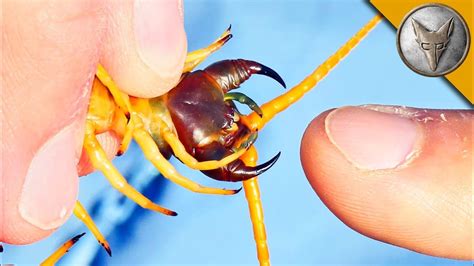 Amazonian Giant Centipede Bite