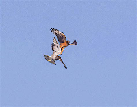Northern Harrier 1st Yr Bird Attacking A Juvenile Red Tailed Hawk Birdforum
