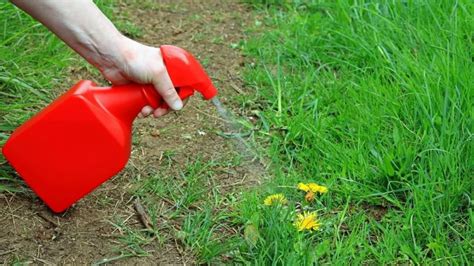 Какие растения способны справиться с сорняками подборка