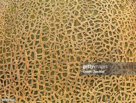 Reticulated Pattern Photos And Premium High Res Pictures Getty Images
