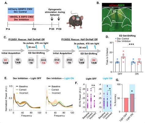 Enhancing Medial Pfc Mpfc Parvalbumin Pv Interneuron Activity In