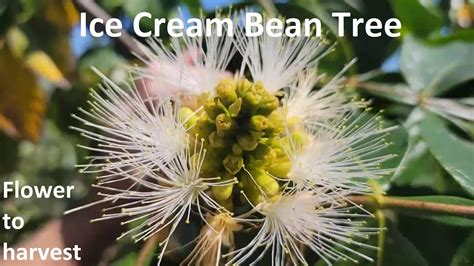 Ice Cream Bean Tree Recipe At Tami Widmer Blog