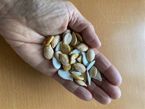 Squash Maxima Going To Seed