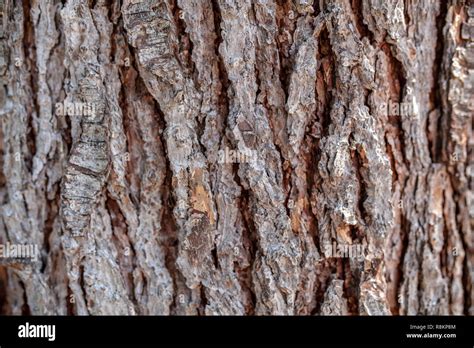 Background Texture Of Tree Bark Skin The Bark Of A Tree That Traces Cracking Stock Photo Alamy