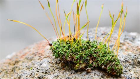 Block Of The Week Moss Minecraft