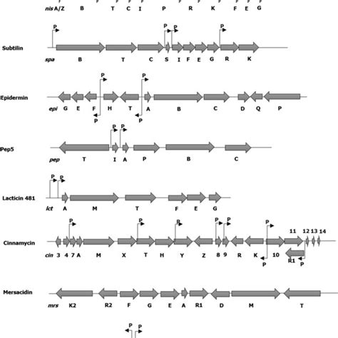 Classification Of Bacteriocins And Their Characteristic Features Along Download Scientific