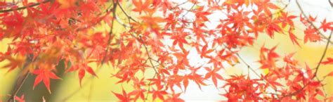 社会福祉法人 ちどり福祉会