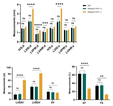 新品推介 肥厚型心肌病基因编辑小鼠模型