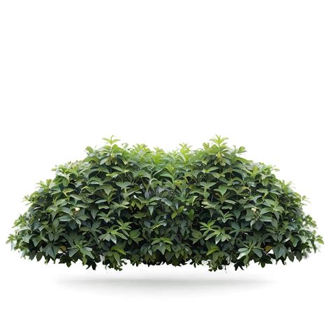 Shrub Png Images 100