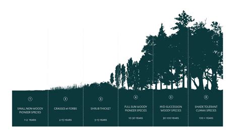 Ecological Succession Primary And Secondary Succession Welcome To