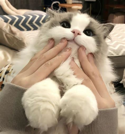 超可爱的猫猫头像 知乎