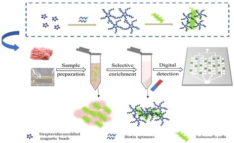 A Specific And Sensitive Aptamer Based Digital Pcr Chip For Salmonella Typhimurium Detection