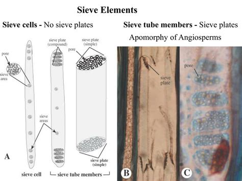 Ppt Chapter 10 Plant Anatomy And Physiology Michael G Simpson Powerpoint Presentation Id 298921