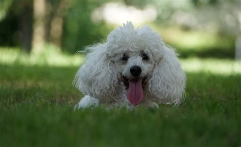 푸들 성격 특징 종류와 털 빠짐