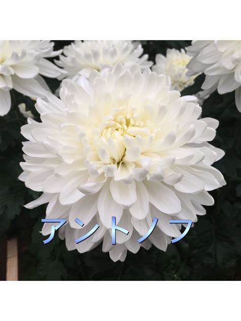 Kota Photo