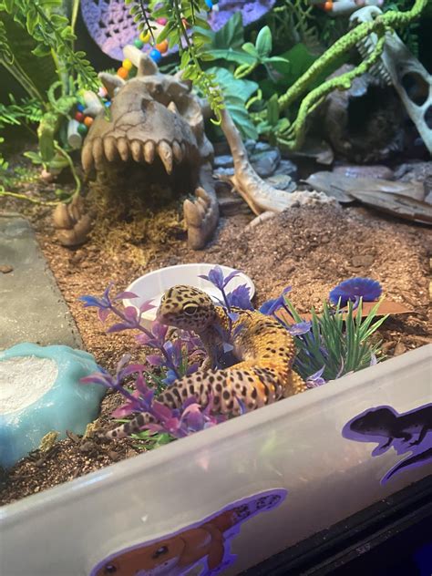 Appa R Leopardgeckos