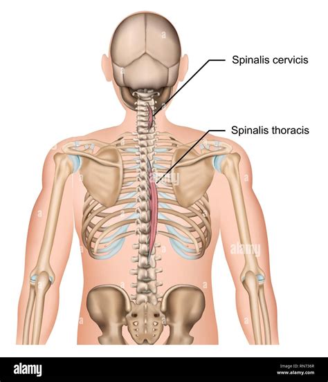 Spinalis Thoracis Insertion Of Spinalis Thoracis Muscle Complete