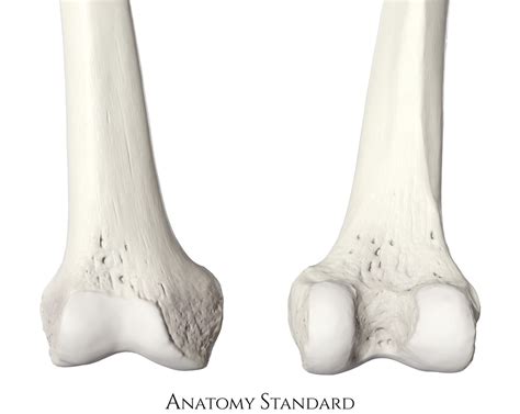 Anatomy Standard Drawing Anatomy Of The Distal Femur No Labels