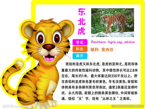 东北虎 动物简介牌设计图psd分层素材psd分层素材设计图库昵图网