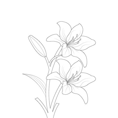 그림을 그리는 아이를 위한 라인 아트와 백합 꽃 색칠 공부 페이지 프리미엄 벡터