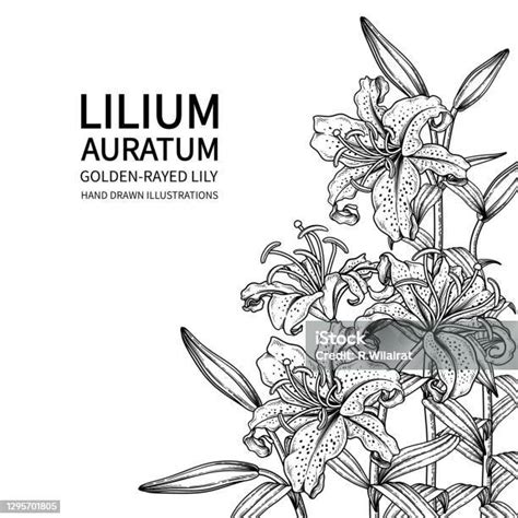 스케치 플로럴 장식 세트 황금 빛 릴리 꽃 그림 흰색 배경에 고립 된 검은 색 라인 아트 손으로 그린 식물 삽화 요소 벡터입니다 0명에 대한 스톡 벡터 아트 및 기타 이미지