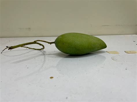 Fruits Model Object Detection Dataset And Pre Trained Model By Burapha