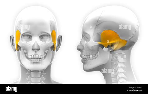 Female Temporal Bone Skull Anatomy Isolated On White Stock Photo Alamy