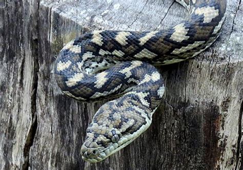 Coastal Carpet Python Majestic Beauty Of Most Regions Coastal Carpet Python Majestic Beauty Of Most Regions