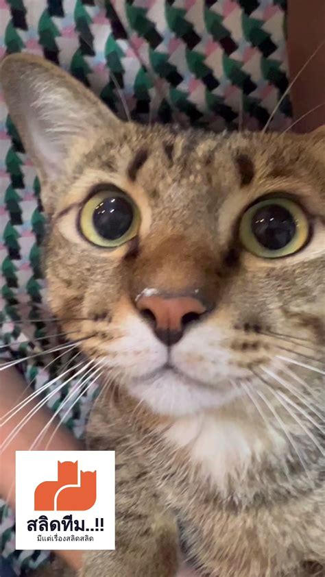 ตัดเล็บแมวตัดยากไหม วิธีตัดตัดยังไง… วันนี้จะมาดูวิธีตัดเล็บน้องแมวของบ้าน สลิดทีม 🐱กันฮะ