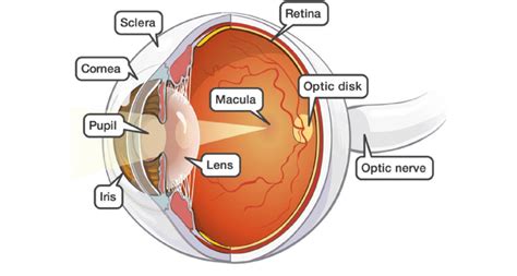 Iris And Retina Anatomy [3] Download Scientific Diagram
