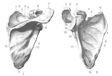 Пояс верхньої кінцівки Скелет верхньої кінцівки