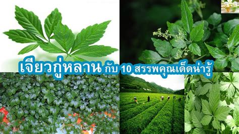 เจียวกู่หลาน กับ 10 สรรพคุณเด็ดน่ารู้ มากมายประโยชน์ขนาดนี้ไปหาซื้อ