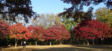 舞岡公園ブログ 紅葉情報②