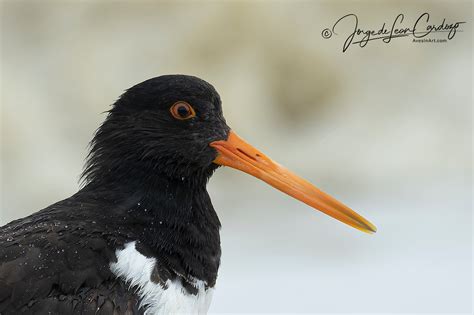 Variable Oystercatcher