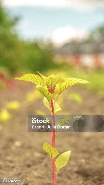 들판에서 봄에 야채의 신선한 녹색 콩나물 부드러운 초점 재배 된 농업 농장에서 자라는 어린 녹색 묘목 새싹 토양에 붉은 콩나물이 있는 농업 장면 계절에 대한 스톡 사진 및