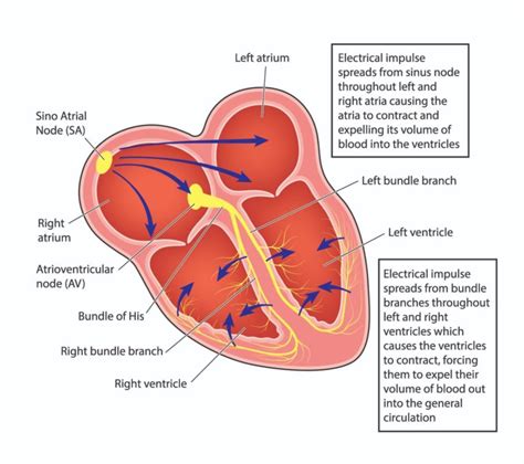 What Is Atrioventricular Av Node At Stefanie Norton Blog